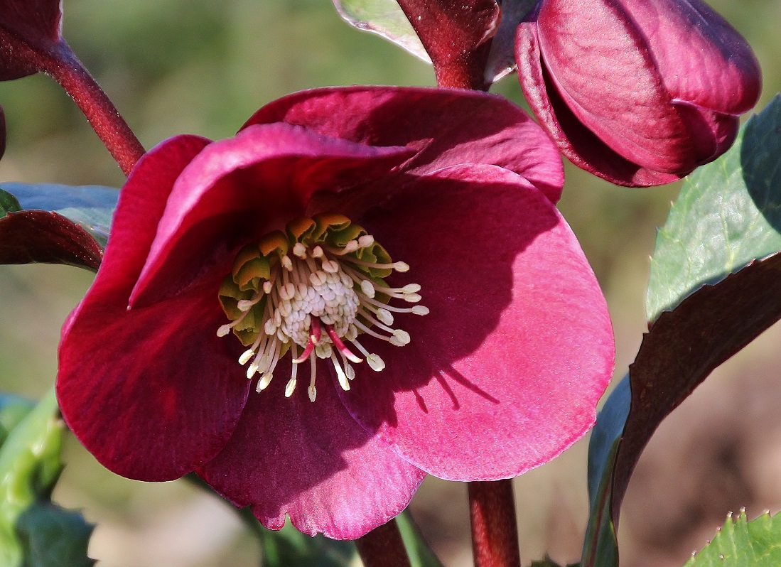 La belle ‘Anna’s Red’ – A La Croisée Des Mondes
